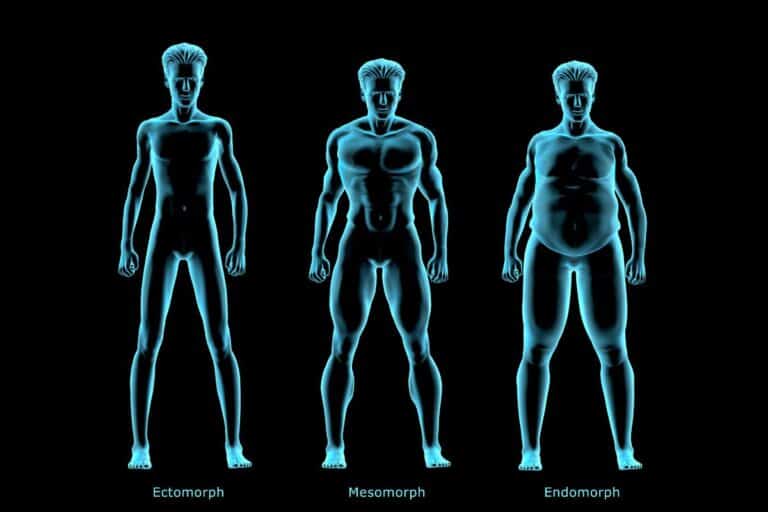 Behind V Shred’s Body Type Quiz: Deciphering Accuracy and Product ...