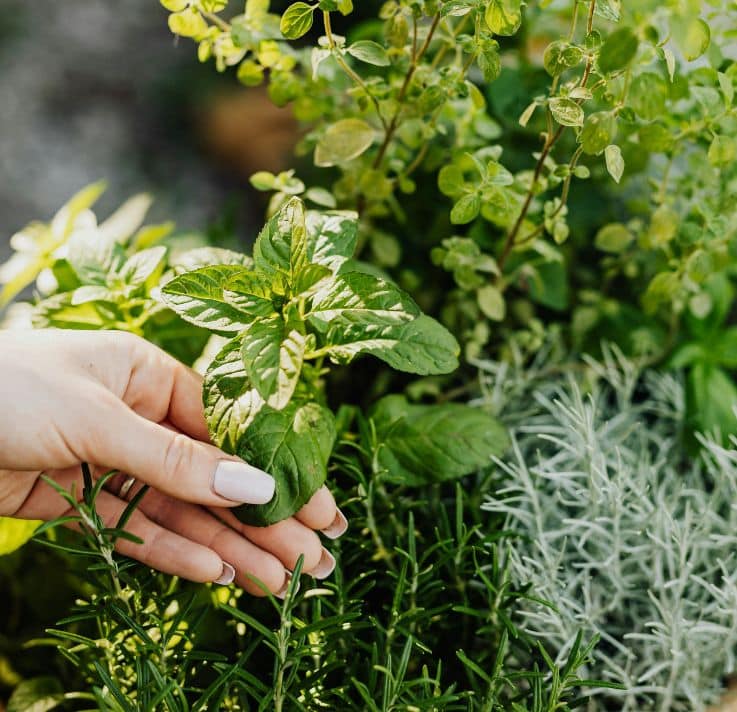 5 Powerful Plants That Help Reverse Aging (From the Inside Out) | Faith ...